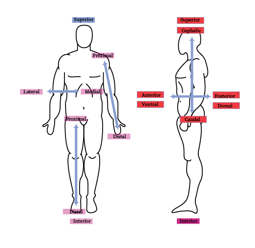 Describe The Standard Human Anatomical Position