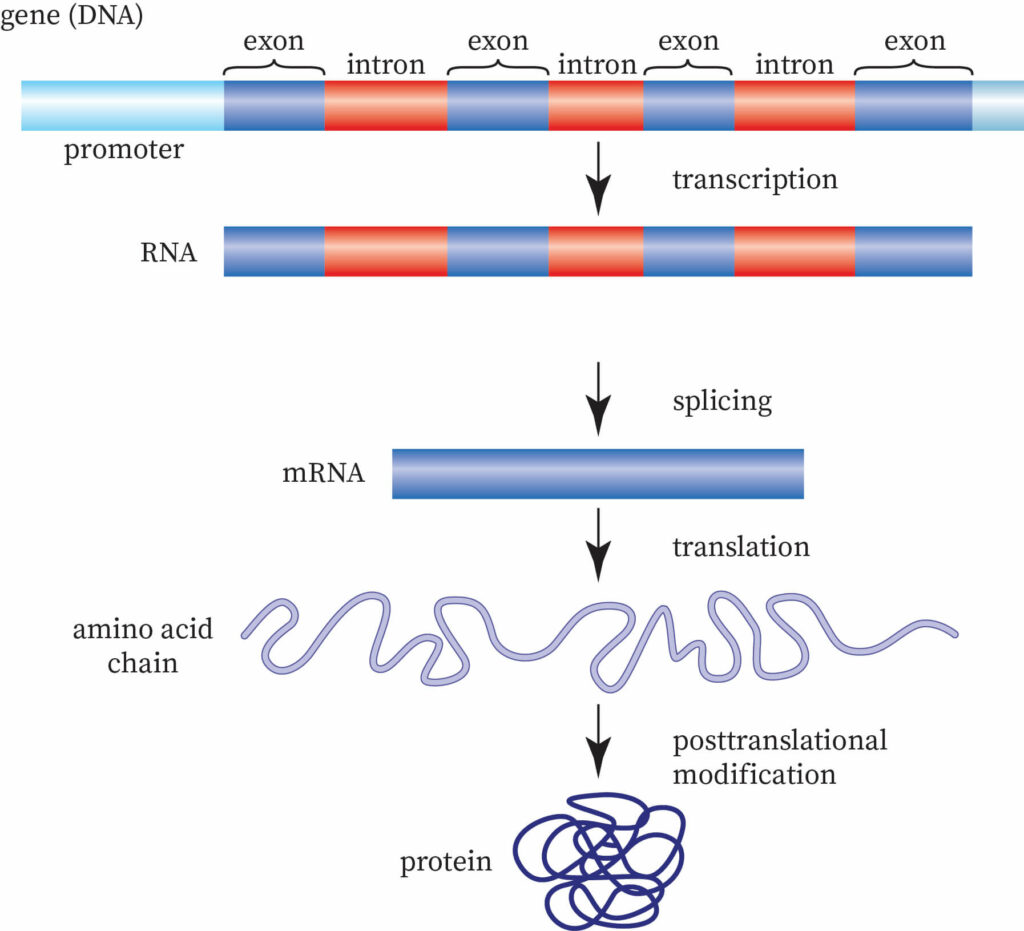 Gene Expression Bartleby