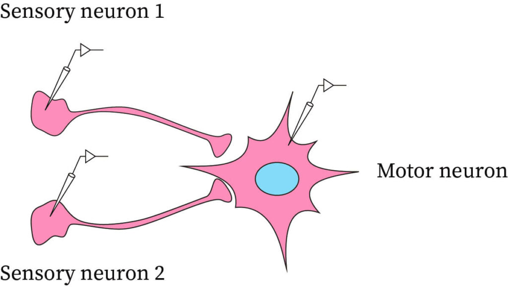 Temporal Summation Bartleby