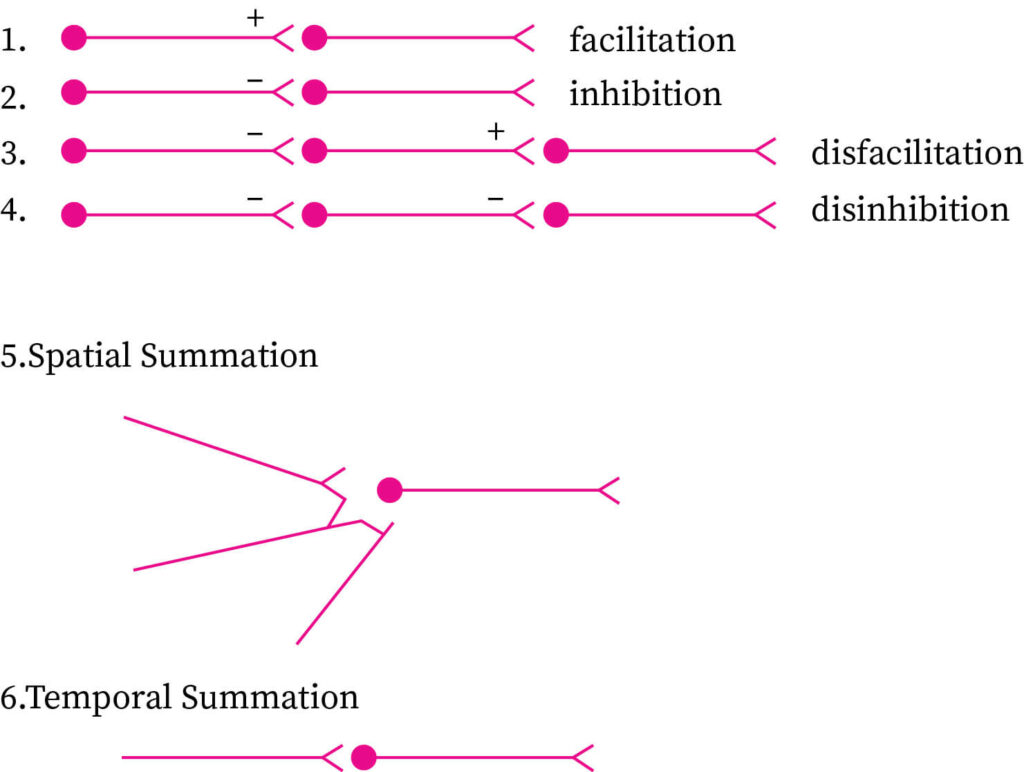 Temporal Summation Bartleby