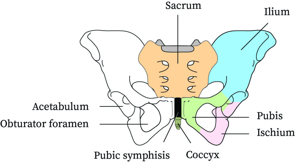The Pelvic Girdle And Pelvis Medicine LibreTexts 43 OFF