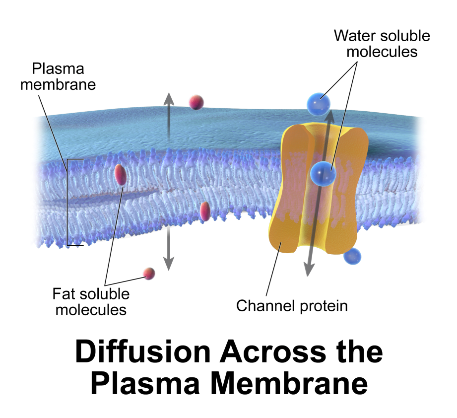 Structure And Composition Of Cell Membrane Bartleby Structure And Composition Of Cell Membrane Bartleby
