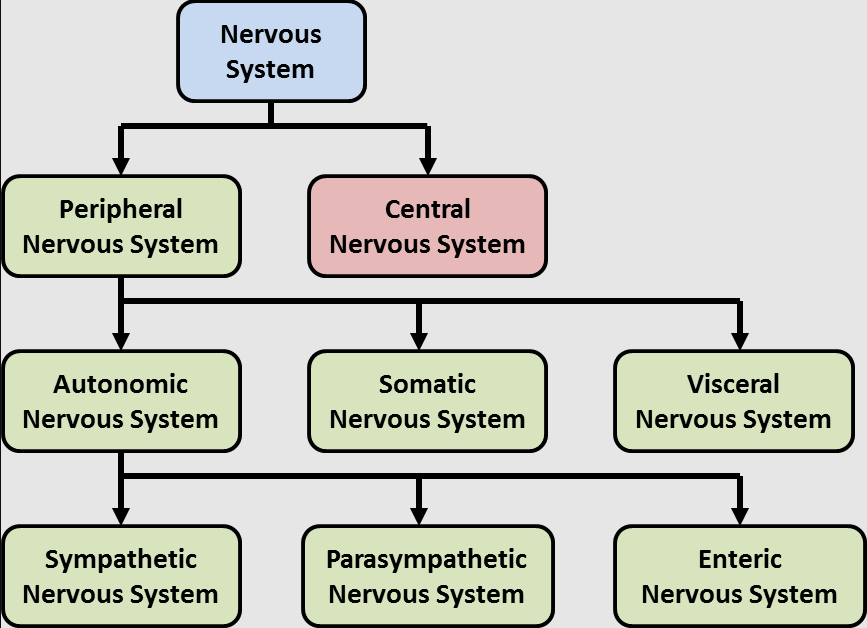 Nervous And Endocrine Systems Bartleby