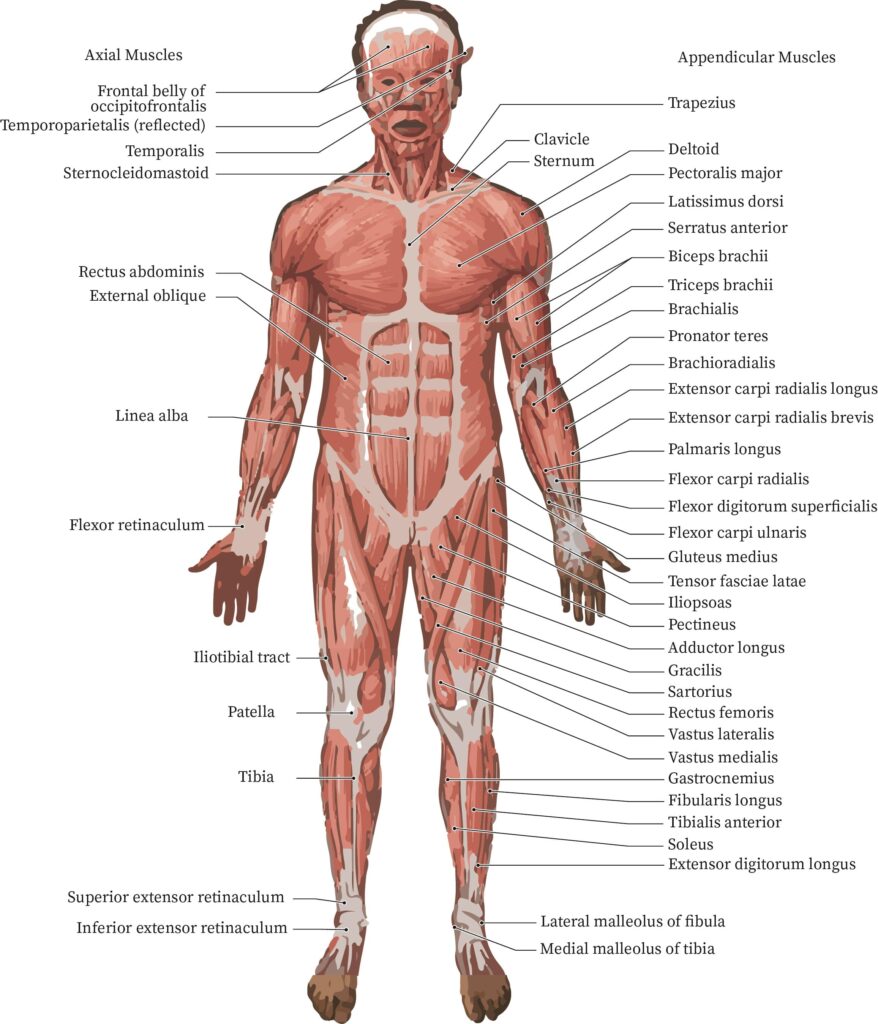 Describing Word For A Muscle s Action
