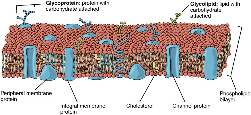 Structure And Composition Of Cell Membrane Bartleby Structure And Composition Of Cell Membrane Bartleby