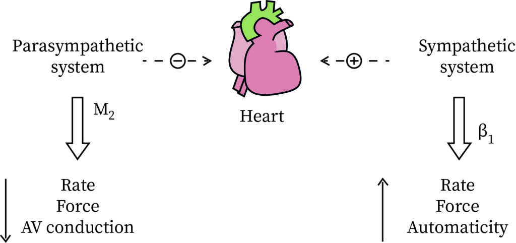 Dual Innervation Bartleby