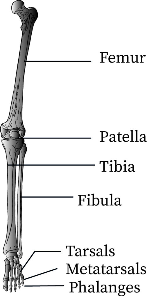 Structure And Function Of The Appendicular Skeleton Bartleby