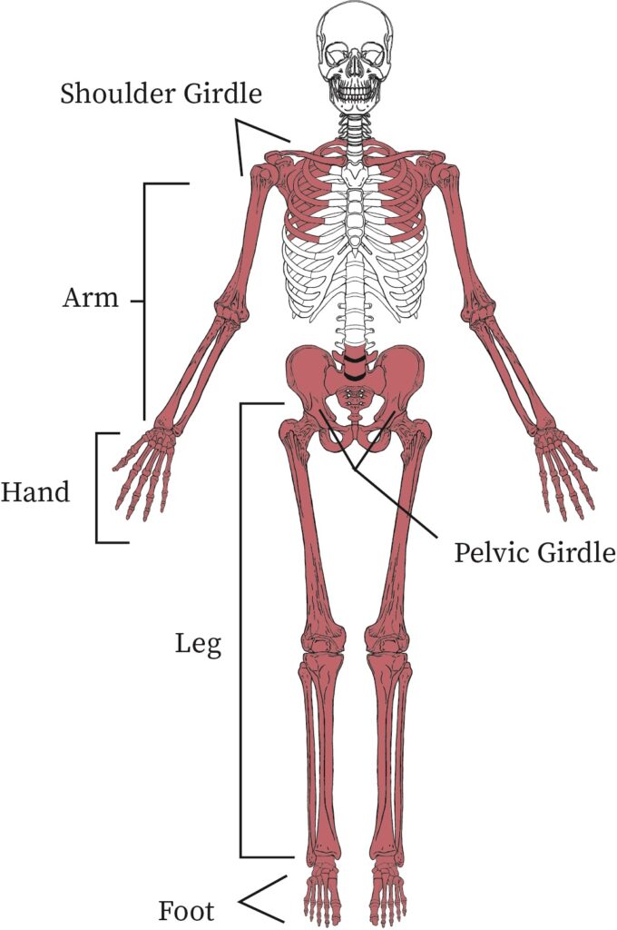 Structure And Function Of The Appendicular Skeleton Bartleby