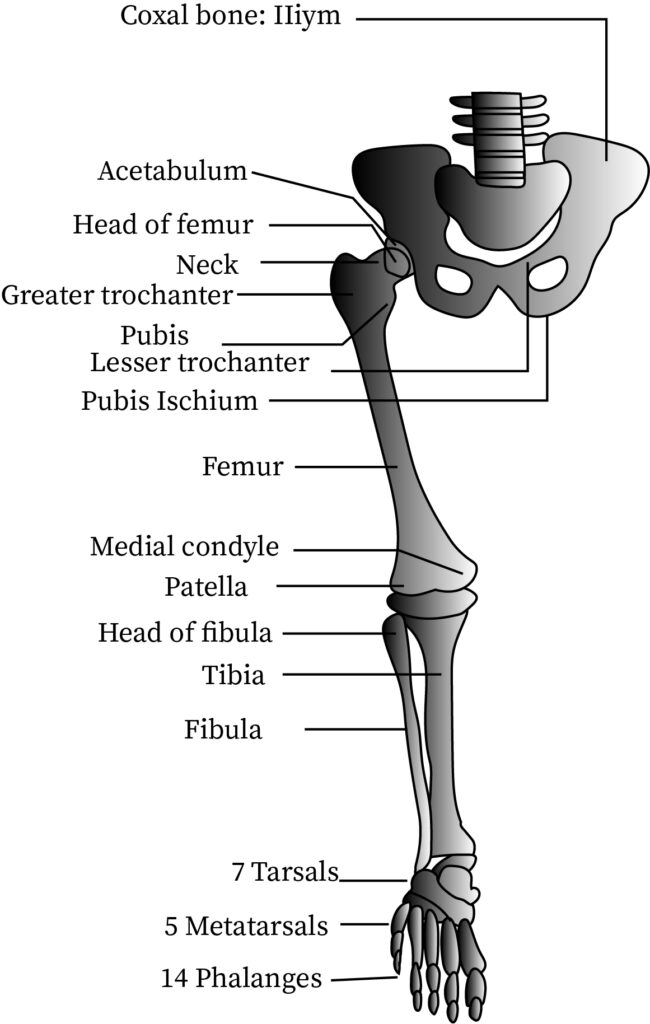 Types Of Joints Bartleby