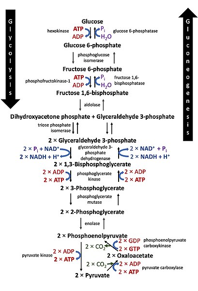 Products Of Glycolysis Review: Cellular Metabolism In Disease (Cancer,