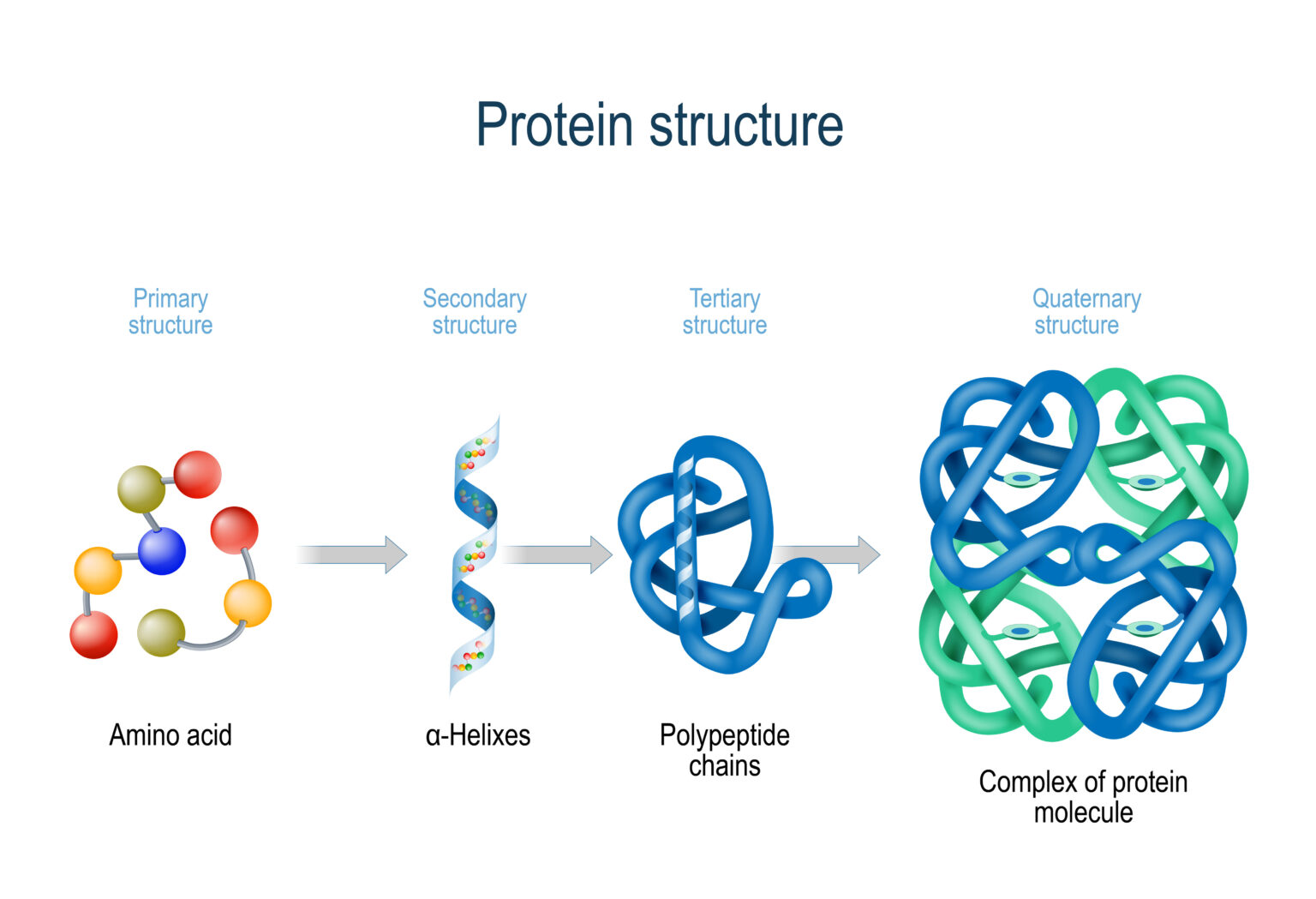 What is a Polymer of Amino Acids? | Free Expert Q&A | bartleby
