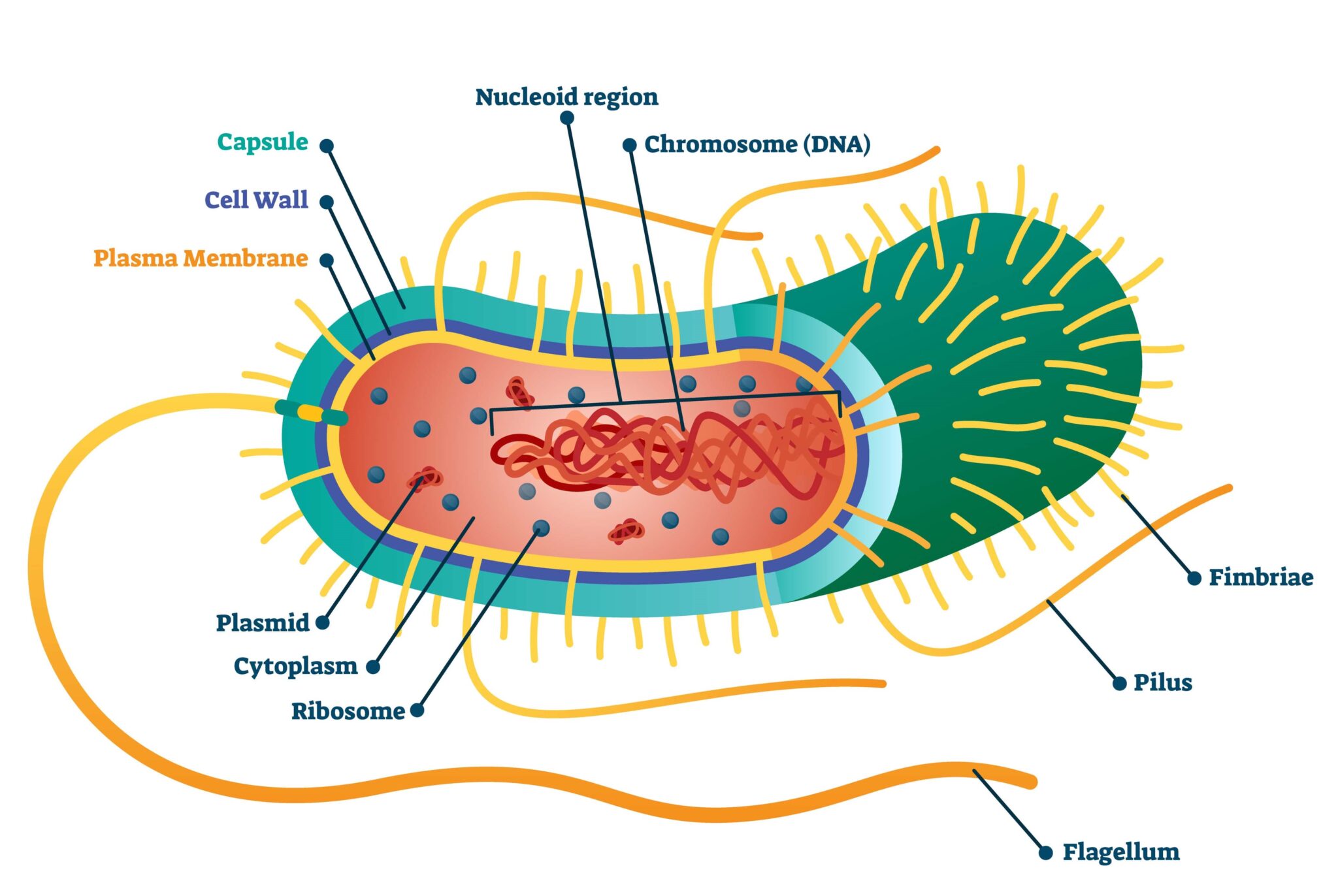 What Type of Cell is Bacteria? | Free Expert Q&A | bartleby