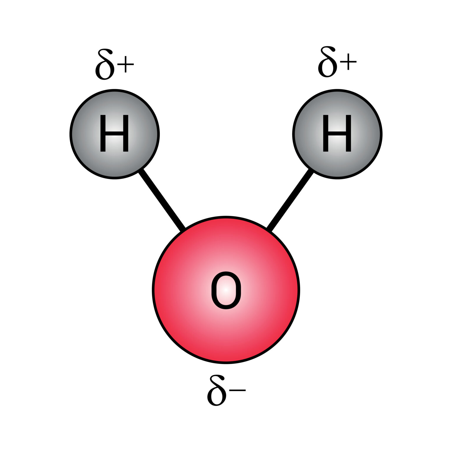 Why is Water Polar? | Free Expert Q&A | bartleby