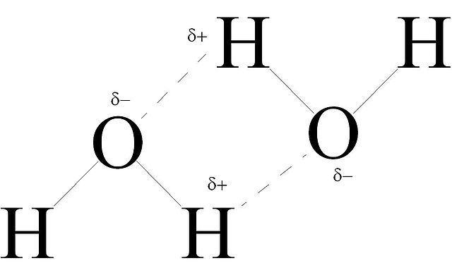 How Does Water's Adhesion Work? | Free Expert Q&A | bartleby