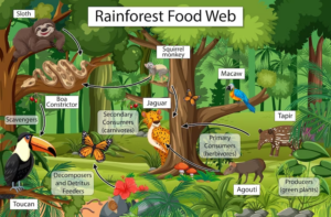 What is an Example of a Tropical Rainforest Food Chain? | Free Expert Q ...
