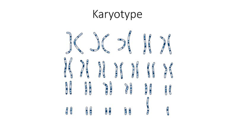 What is the Definition of Karyotype in Biology? | Free Expert Q&A ...