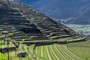 Define Terrace Farming | Free Expert Q&A | bartleby