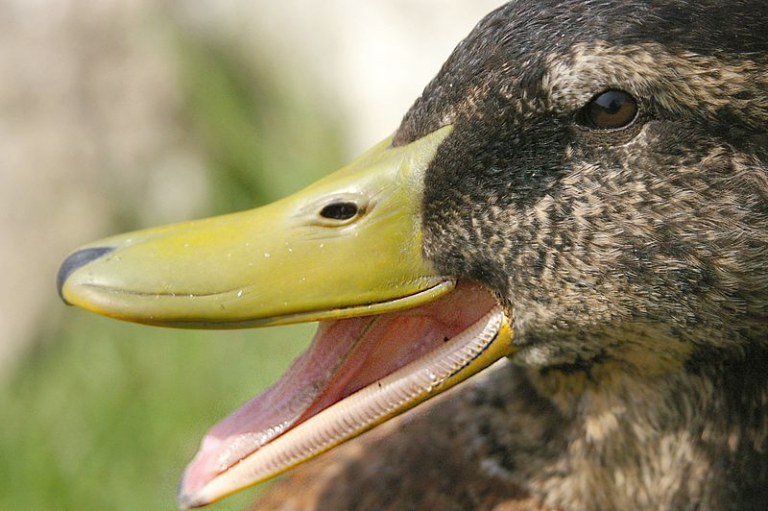 Do Ducks Have Teeth? | Free Expert Q&A | bartleby