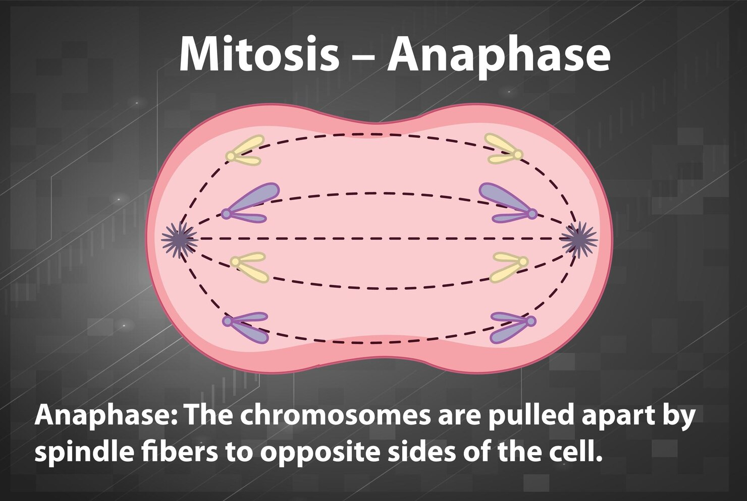 What Happens during Anaphase? | Free Expert Q&A | bartleby