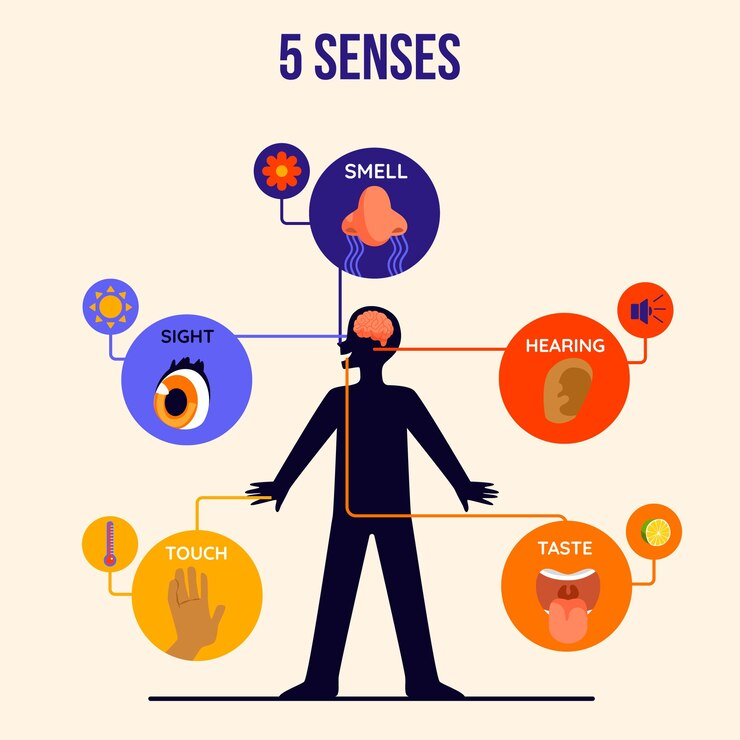 How Many Senses Do Humans Have? | Free Expert Q&A | bartleby